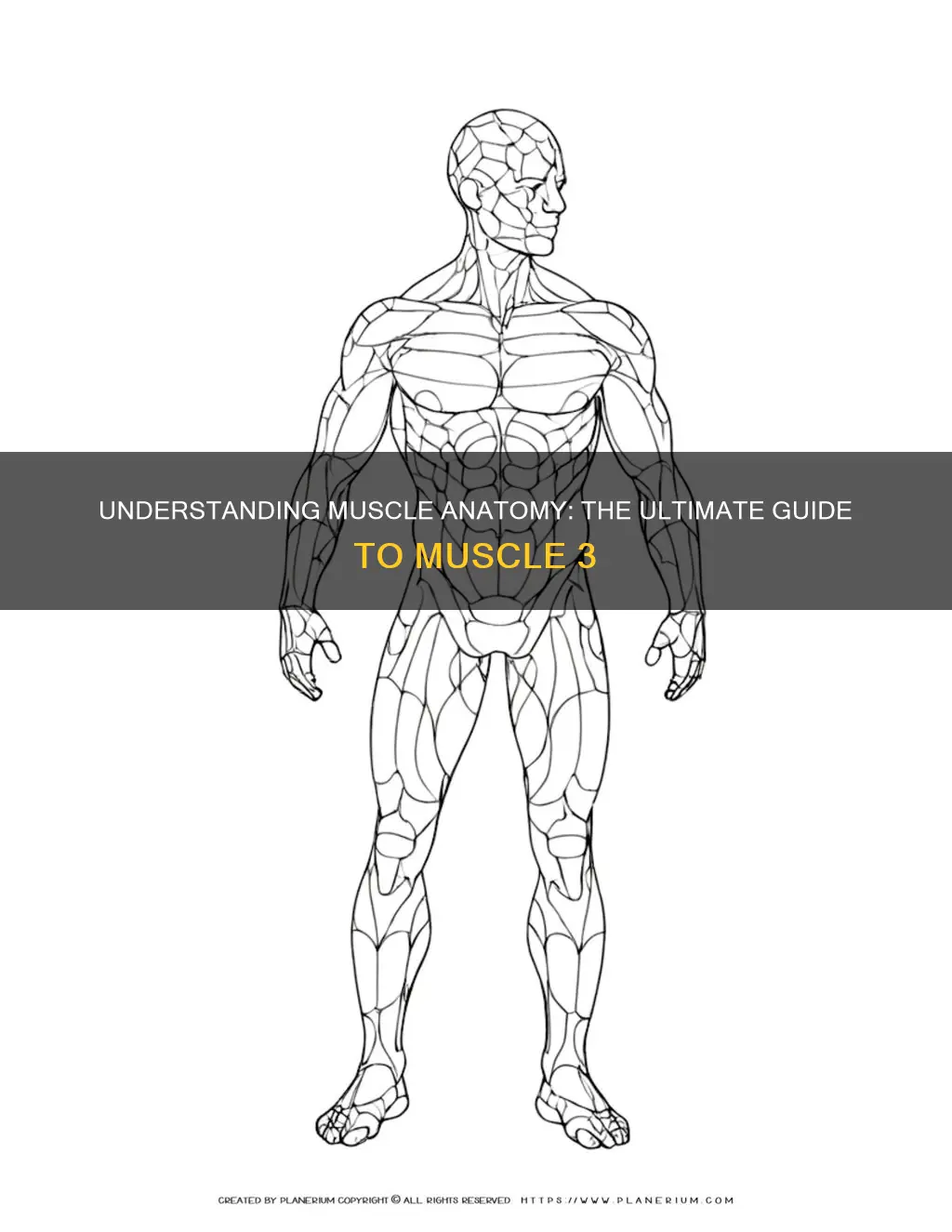 Understanding Muscle Anatomy: The Ultimate Guide To Muscle 3 | CyVigor