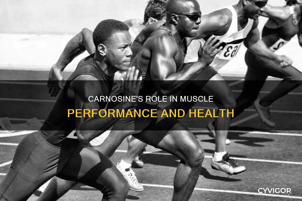 Carnosine's Role In Muscle Performance And Health | CyVigor