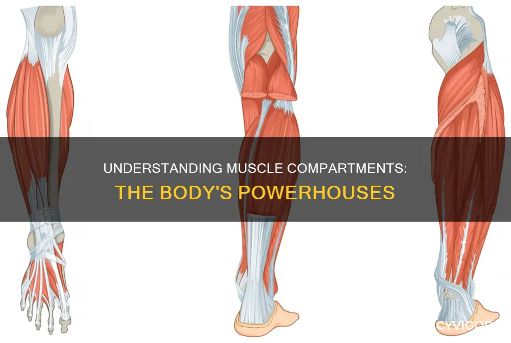 Understanding Muscle Compartments: The Body's Powerhouses | CyVigor