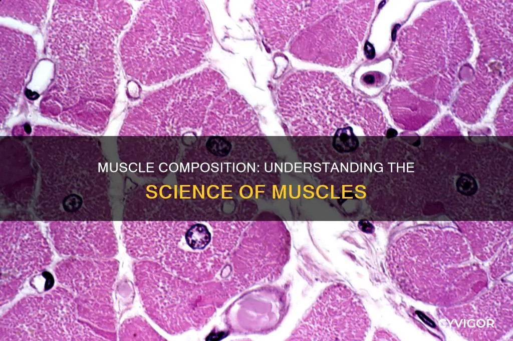 Muscle Composition: Understanding The Science Of Muscles | CyVigor