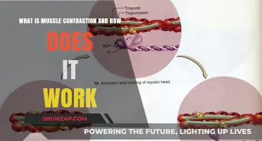 Understanding Muscle Tissue: Structure, Function, And How It Powers ...