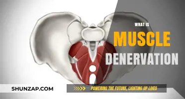 Understanding Muscle Detachment: Causes And Treatment | CyVigor