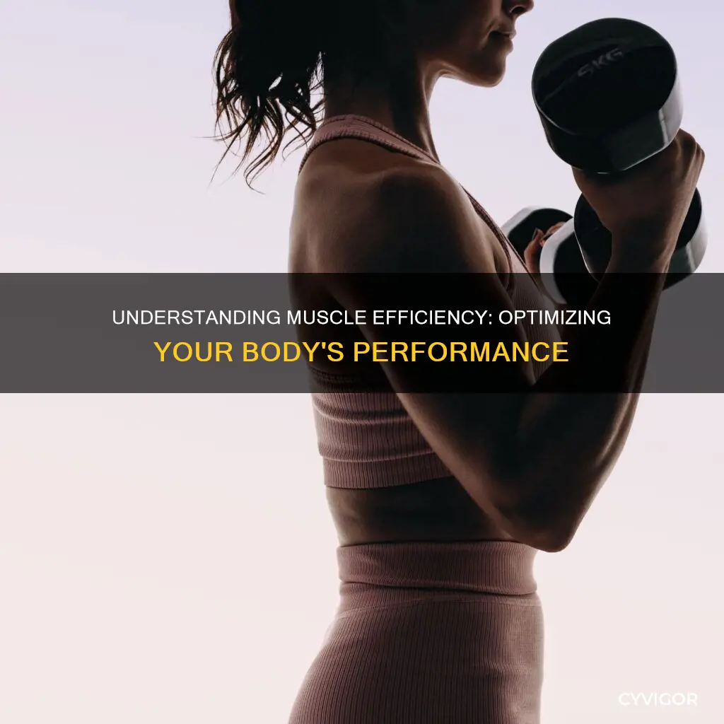 Understanding Muscle Efficiency: Optimizing Your Body's Performance ...