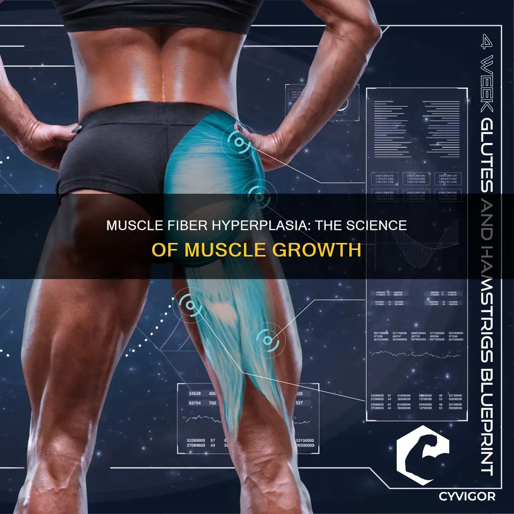 Muscle Fiber Hyperplasia: The Science Of Muscle Growth | CyVigor