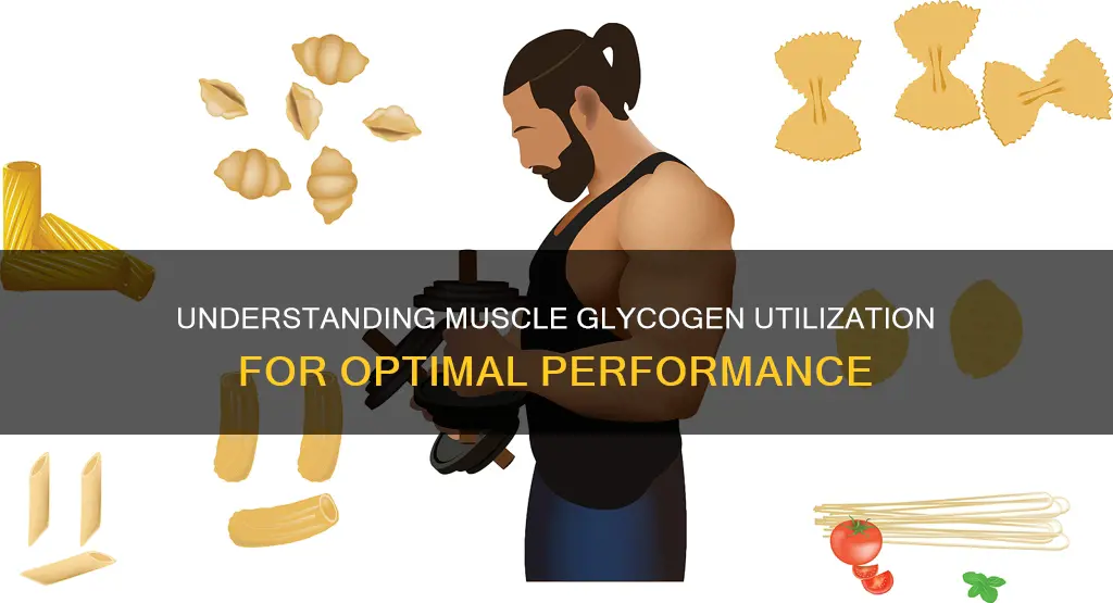 Understanding Muscle Glycogen Utilization For Optimal Performance | CyVigor