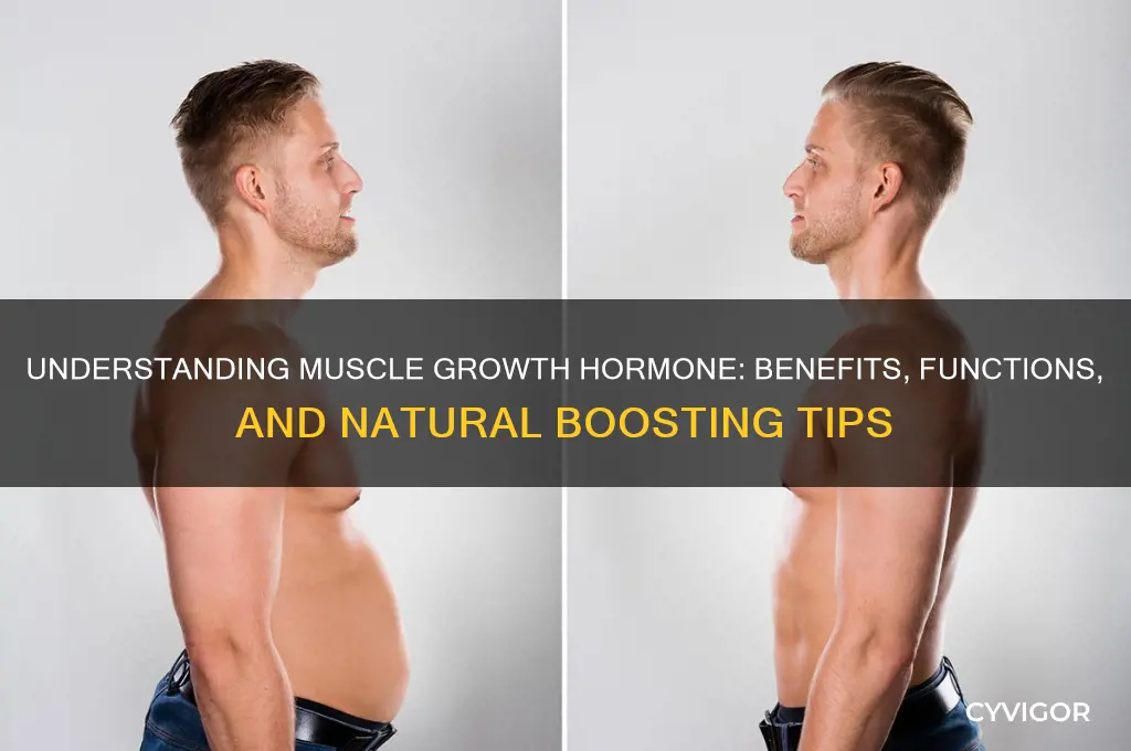 Understanding Muscle Growth Hormone: Benefits, Functions, And Natural ...