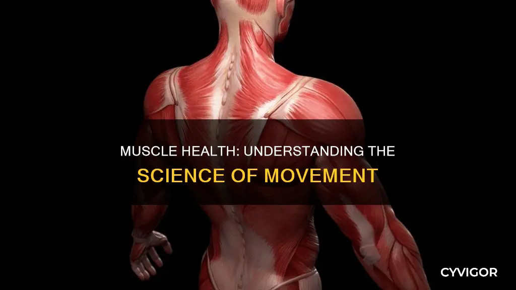 Muscle Health: Understanding The Science Of Movement | CyVigor