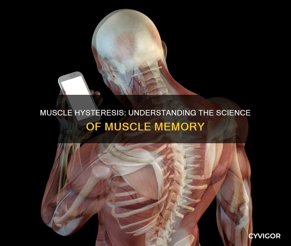 Muscle Hysteresis: Understanding The Science Of Muscle Memory | CyVigor