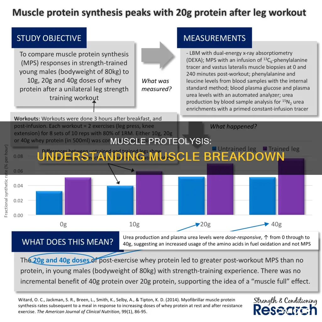 Muscle Proteolysis: Understanding Muscle Breakdown | CyVigor