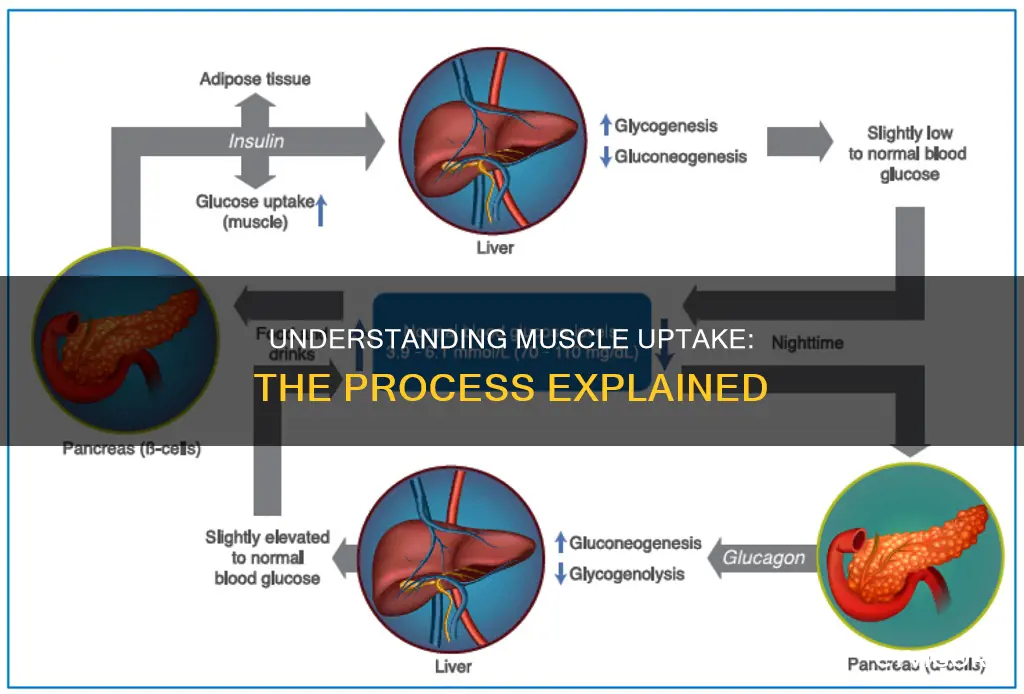 Understanding Muscle Uptake: The Process Explained | CyVigor