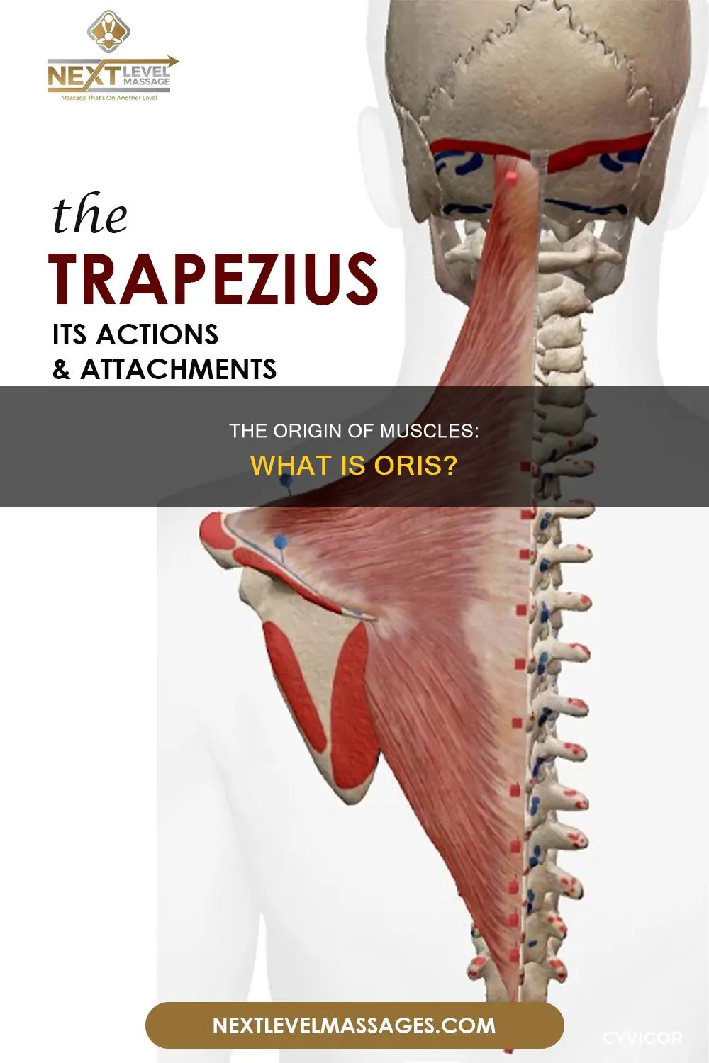 The Origin Of Muscles: What Is Oris? | CyVigor