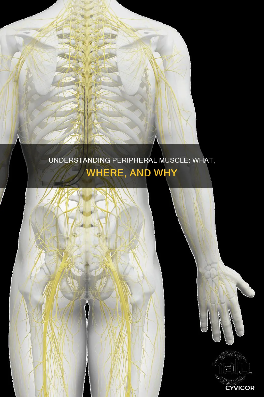 Understanding Peripheral Muscle: What, Where, And Why | CyVigor