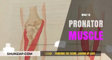 Understanding The Muscles Of The Pubic Area | CyVigor