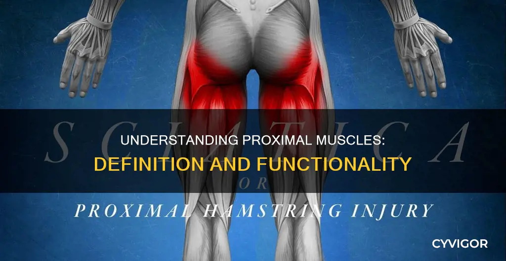Understanding Proximal Muscles Definition And Functionality CyVigor Understanding Proximal Muscles Definition And Functionality CyVigor