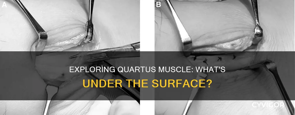 Exploring Quartus Muscle: What's Under The Surface? | CyVigor