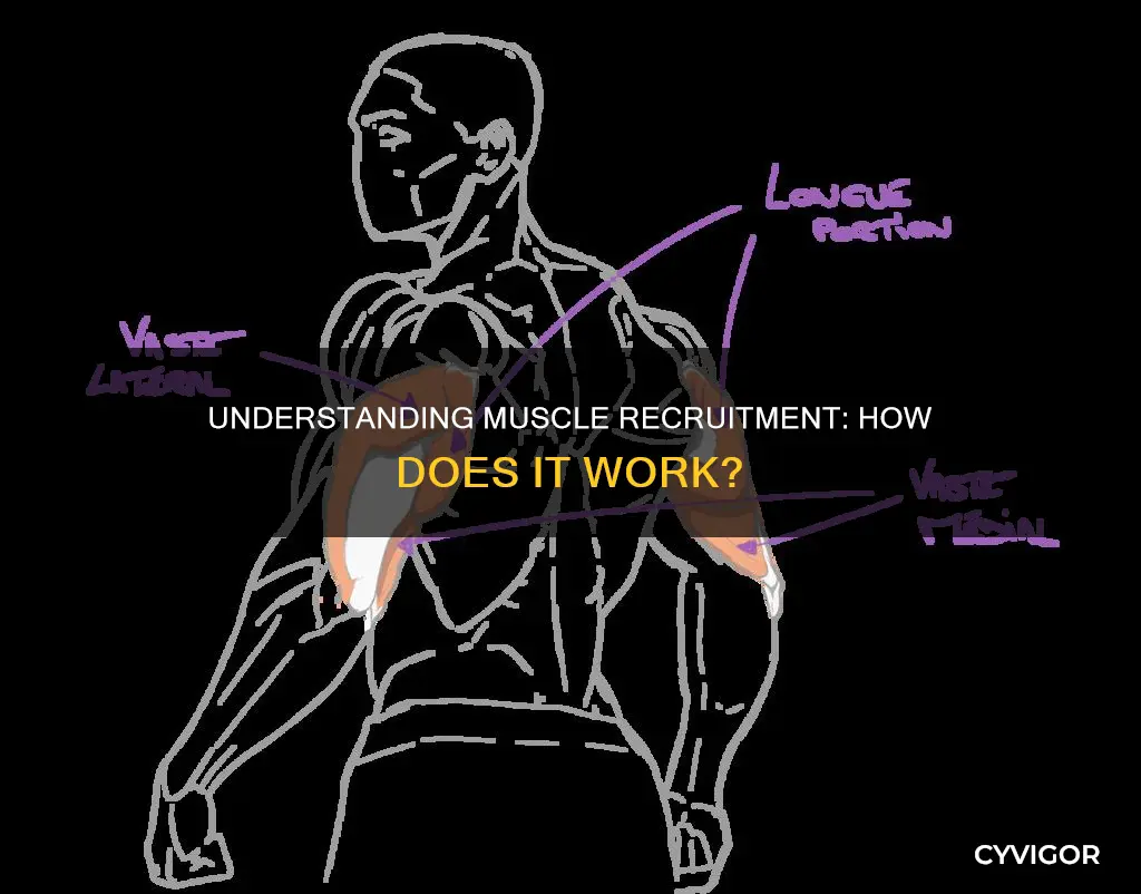 Understanding Muscle Recruitment: How Does It Work? | CyVigor
