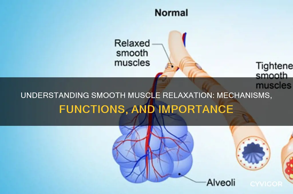 Understanding Smooth Muscle Relaxation: Mechanisms, Functions, And ...