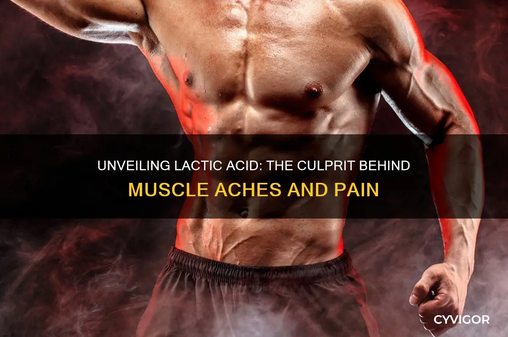 Unveiling Lactic Acid: The Culprit Behind Muscle Aches And Pain | CyVigor
