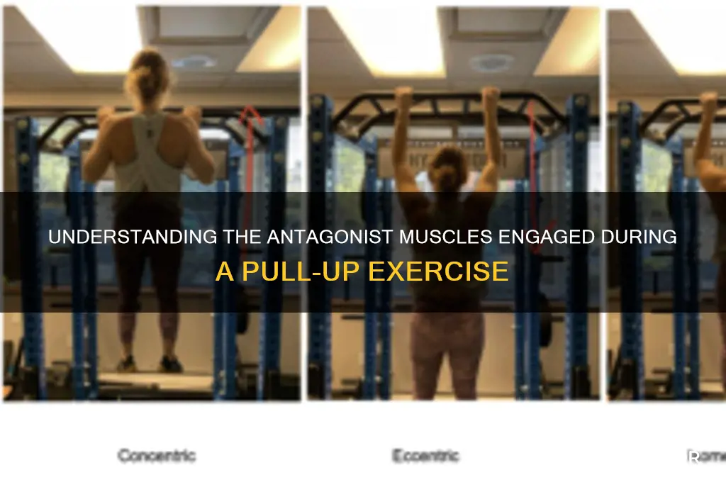 Understanding The Antagonist Muscles Engaged During A Pull-Up Exercise ...
