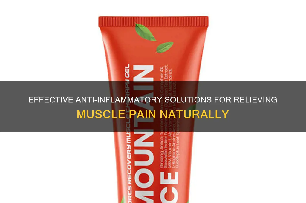 Effective Anti-Inflammatory Solutions For Relieving Muscle Pain ...