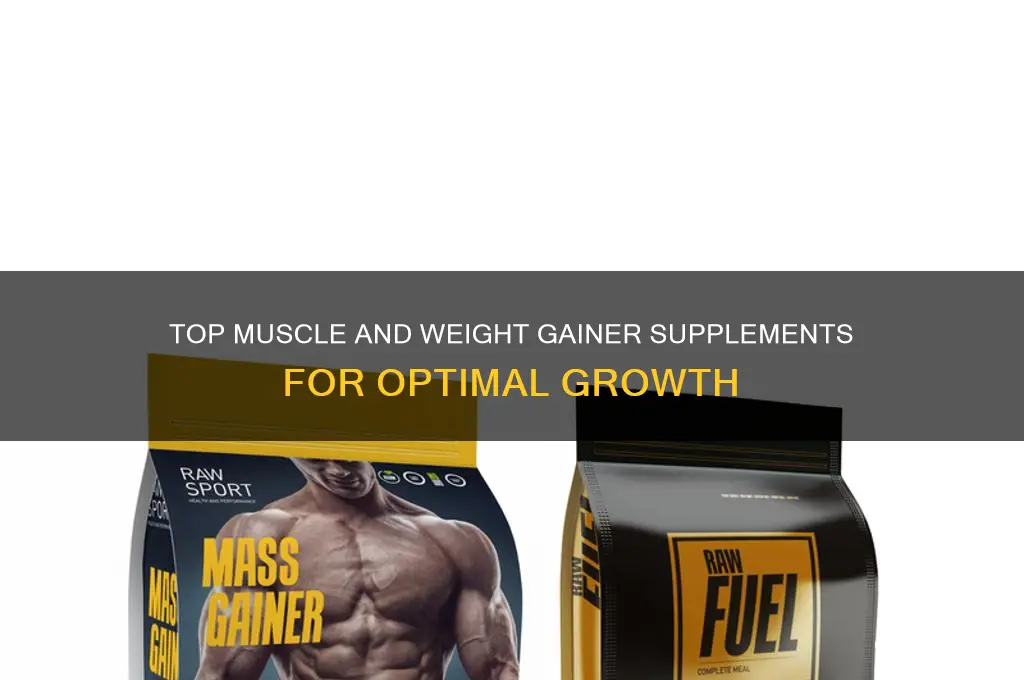 Top Muscle And Weight Gainer Supplements For Optimal Growth | CyVigor