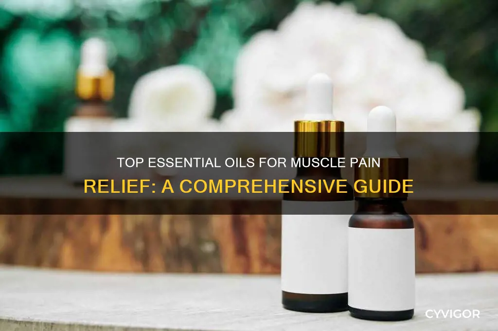 Top Essential Oils For Muscle Pain Relief: A Comprehensive Guide | CyVigor