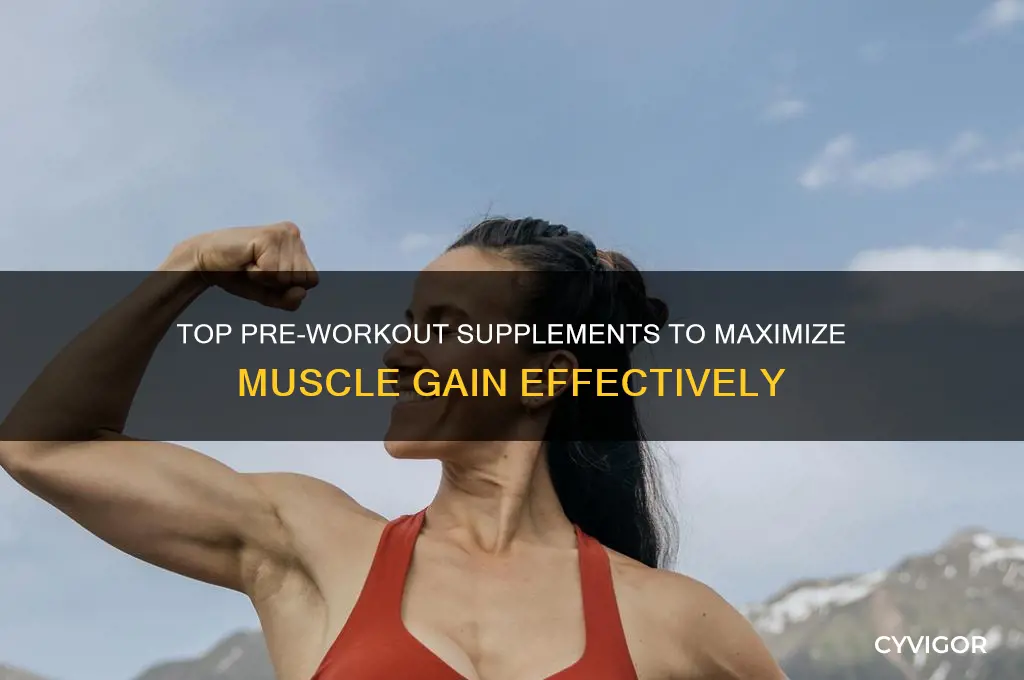 Top Pre-Workout Supplements To Maximize Muscle Gain Effectively | CyVigor