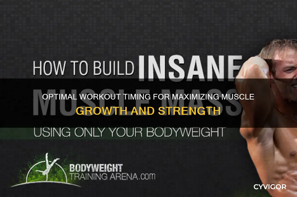 Optimal Workout Timing For Maximizing Muscle Growth And Strength | CyVigor