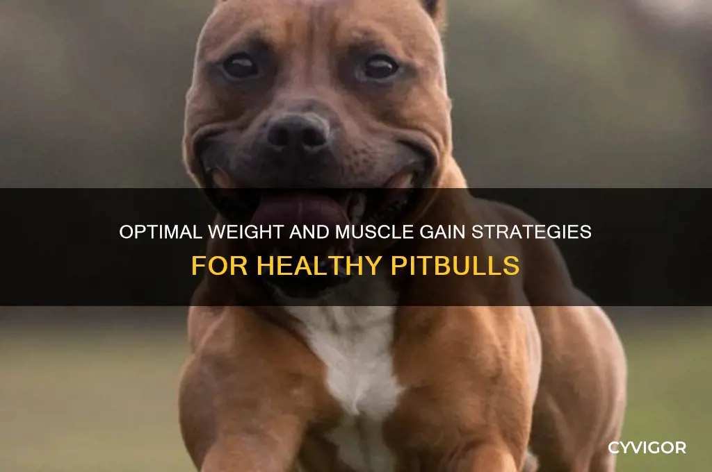 Optimal Weight And Muscle Gain Strategies For Healthy Pitbulls | CyVigor