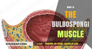 Buccinator Muscle: Structure, Function, And More | CyVigor