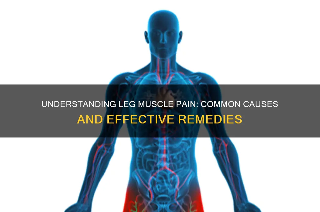 Understanding Leg Muscle Pain: Common Causes And Effective Remedies ...