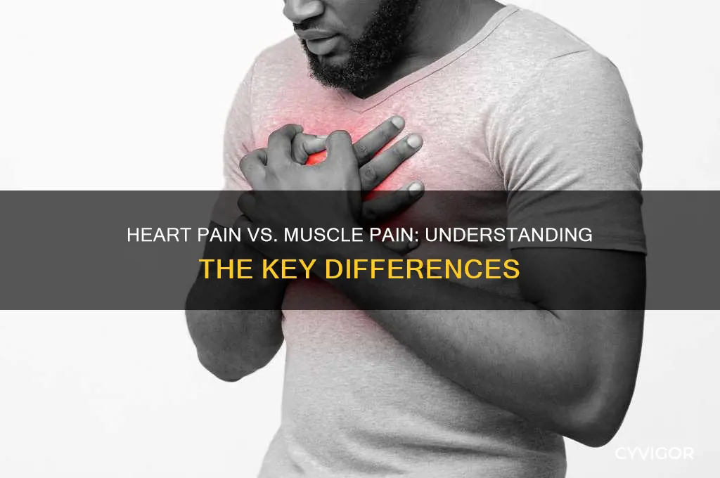 Heart Pain Vs. Muscle Pain: Understanding The Key Differences | CyVigor