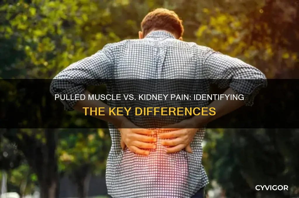 Pulled Muscle Vs. Kidney Pain: Identifying The Key Differences | CyVigor
