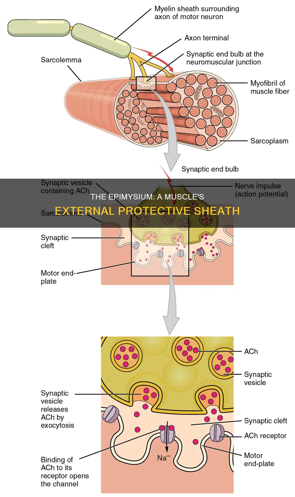 The Epimysium: A Muscle's External Protective Sheath | CyVigor