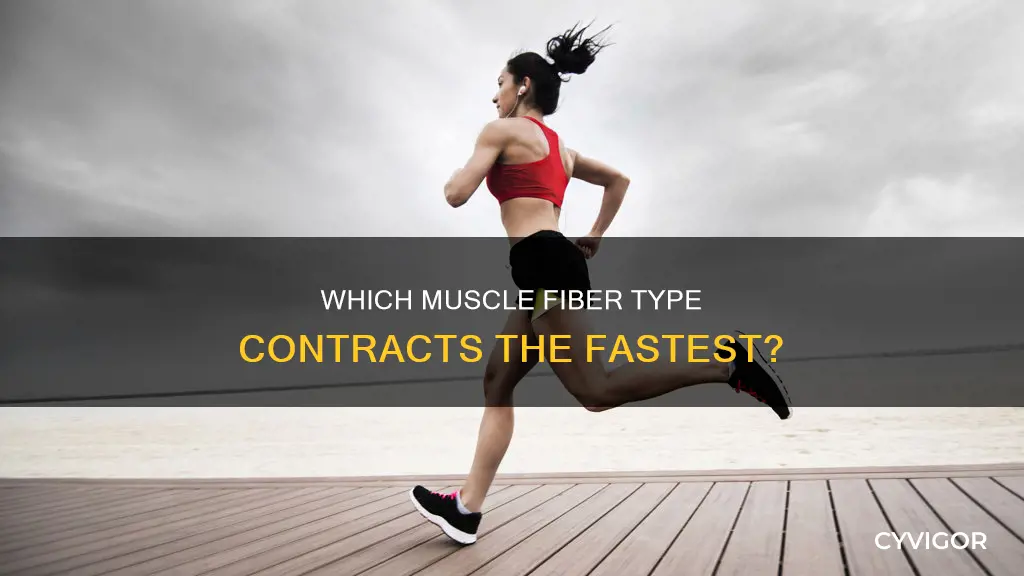 Which Muscle Fiber Type Contracts The Fastest? | CyVigor