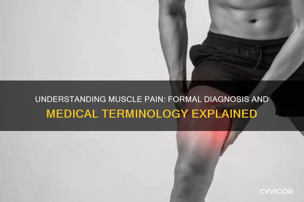 Understanding Muscle Pain: Formal Diagnosis And Medical Terminology ...