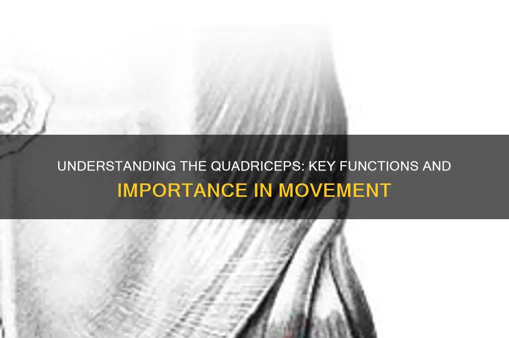 Understanding The Quadriceps: Key Functions And Importance In Movement ...