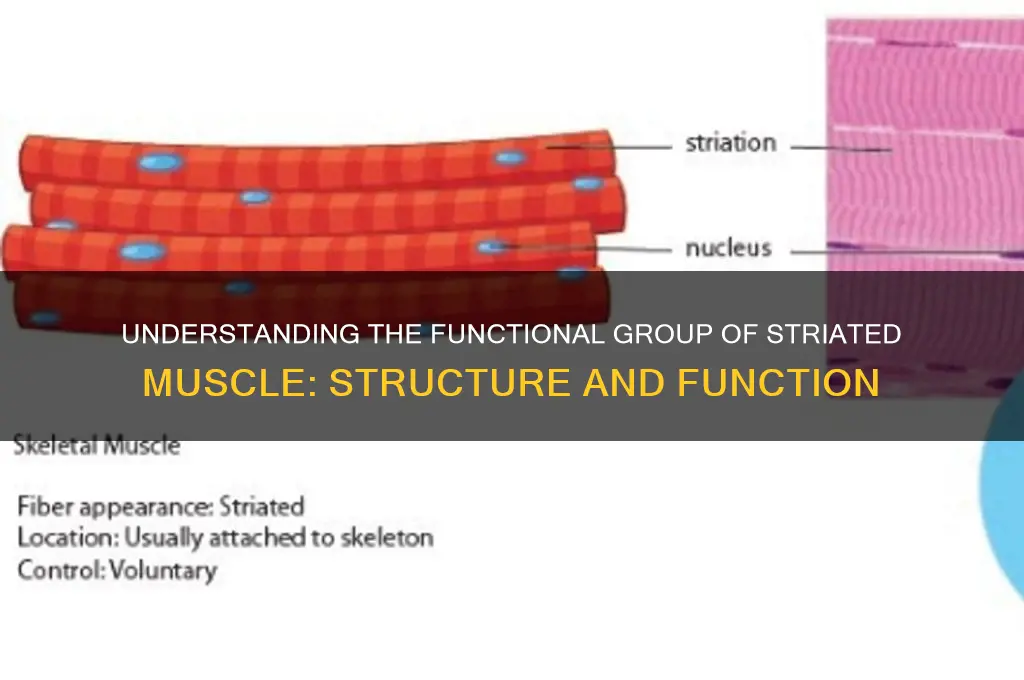 Understanding The Functional Group Of Striated Muscle: Structure And ...