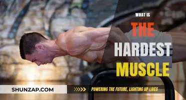 Understanding The Labrum Muscle Function And Anatomy | CyVigor