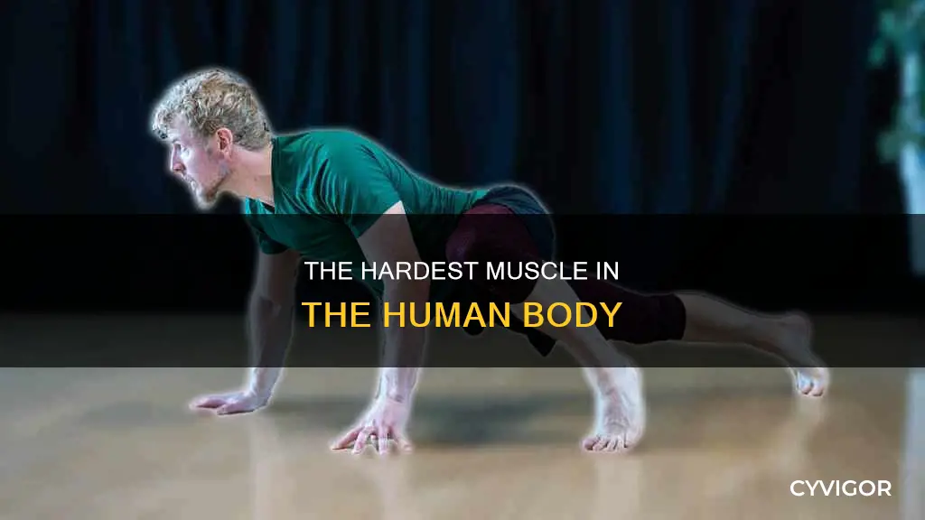 The Hardest Muscle In The Human Body | CyVigor