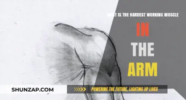 Understanding Static Muscle Work: Benefits, Techniques, And ...
