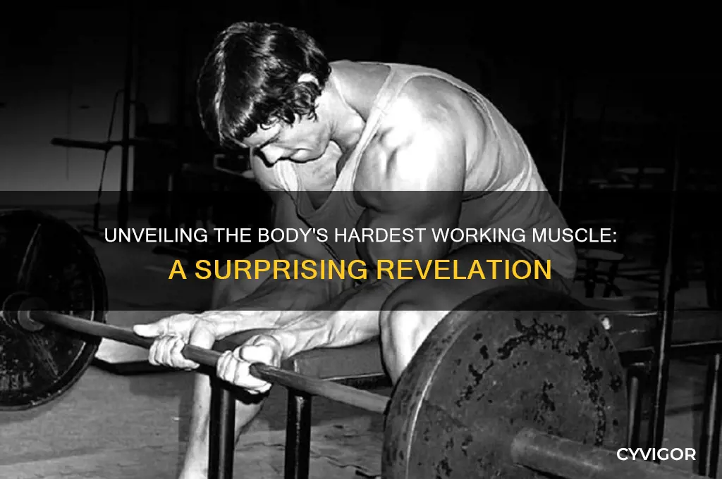 Unveiling The Body's Hardest Working Muscle: A Surprising Revelation ...