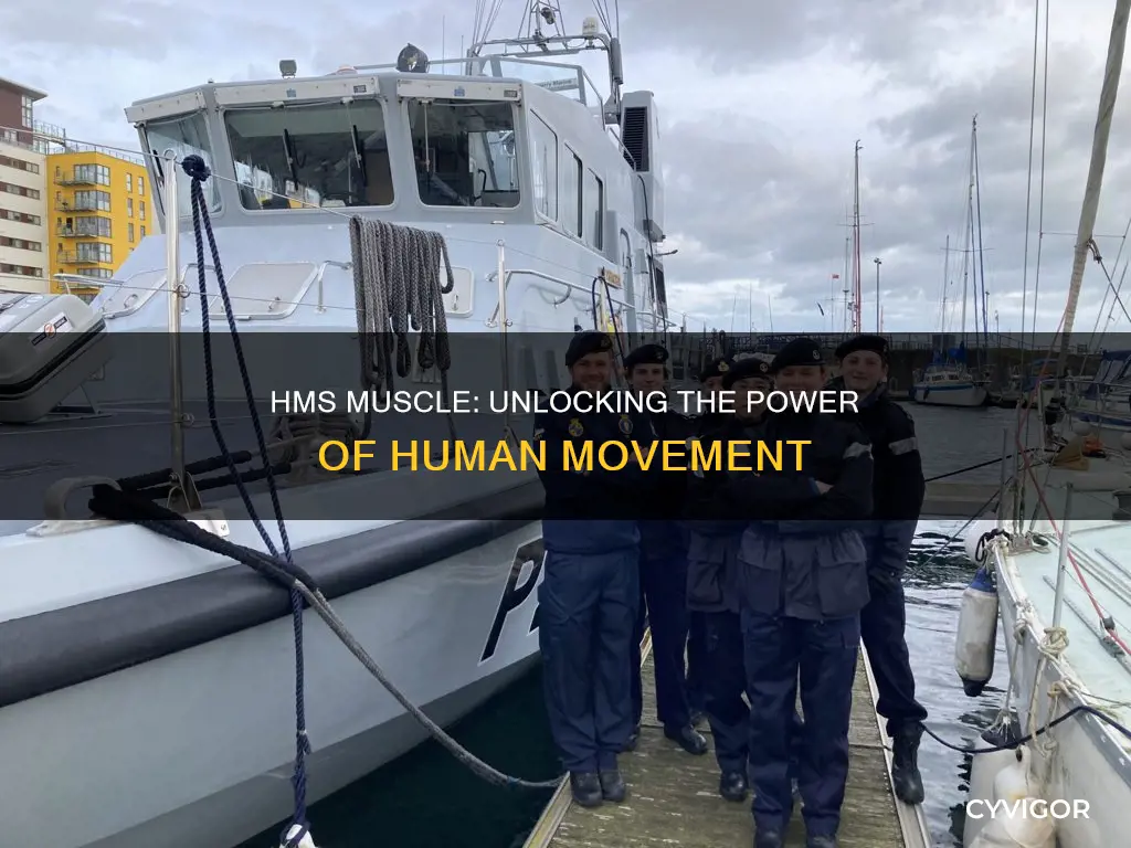 Hms Muscle: Unlocking The Power Of Human Movement | CyVigor