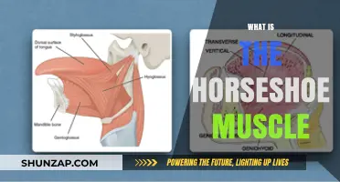 Understanding The Labrum Muscle Function And Anatomy | CyVigor