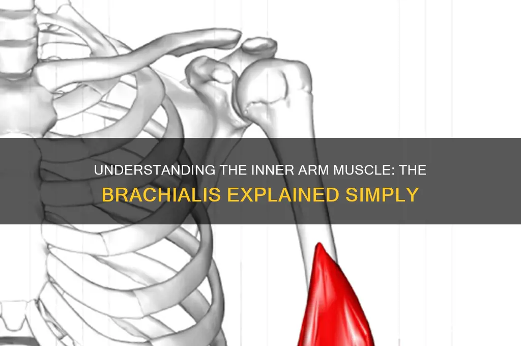 Understanding The Inner Arm Muscle: The Brachialis Explained Simply ...