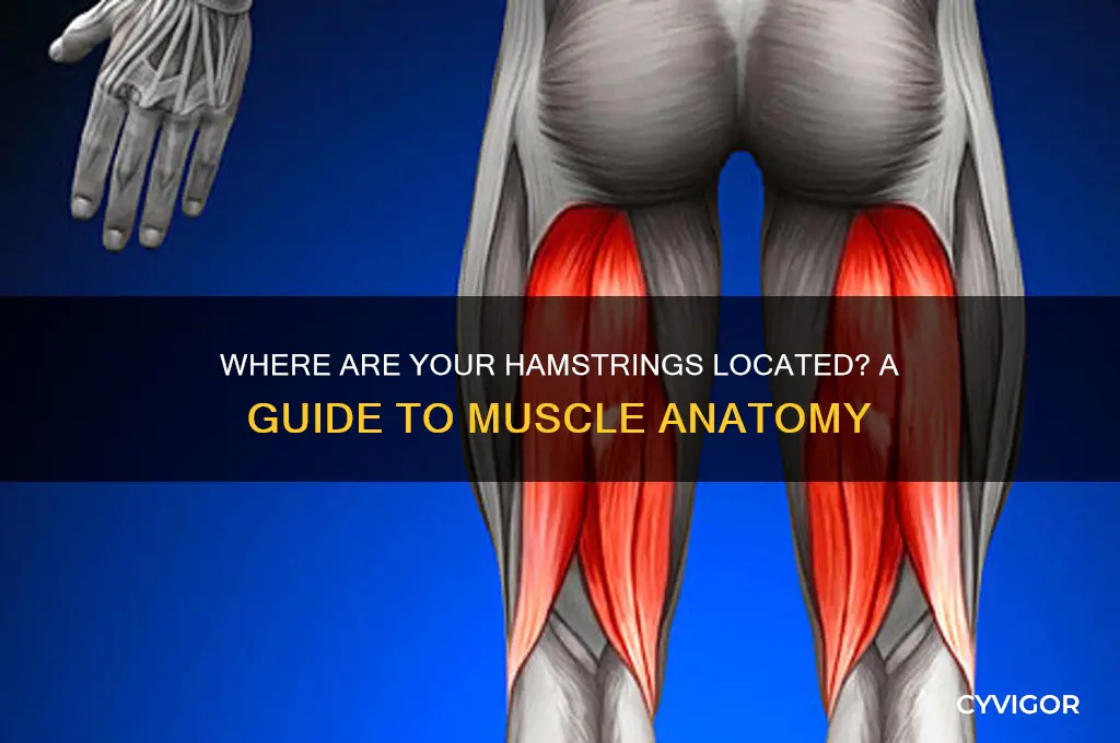 Where Are Your Hamstrings Located? A Guide To Muscle Anatomy | CyVigor