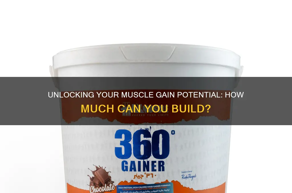 Unlocking Your Muscle Gain Potential: How Much Can You Build? | CyVigor