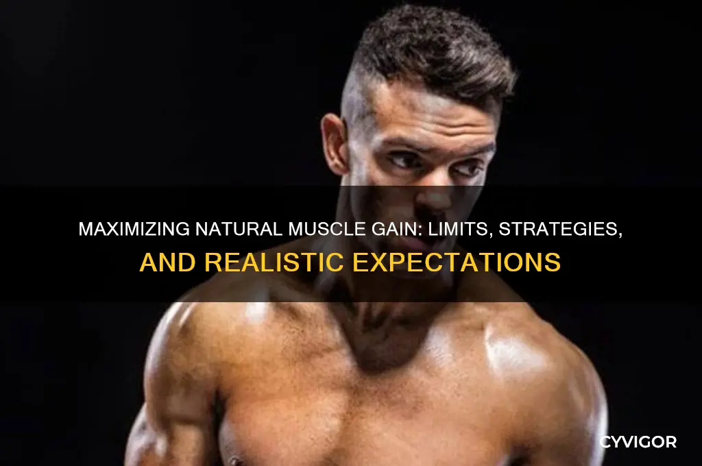 Maximizing Natural Muscle Gain: Limits, Strategies, And Realistic ...