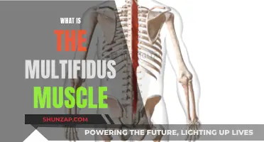 Moving Pec Muscles: The Ultimate Guide To Building A Stronger Chest ...