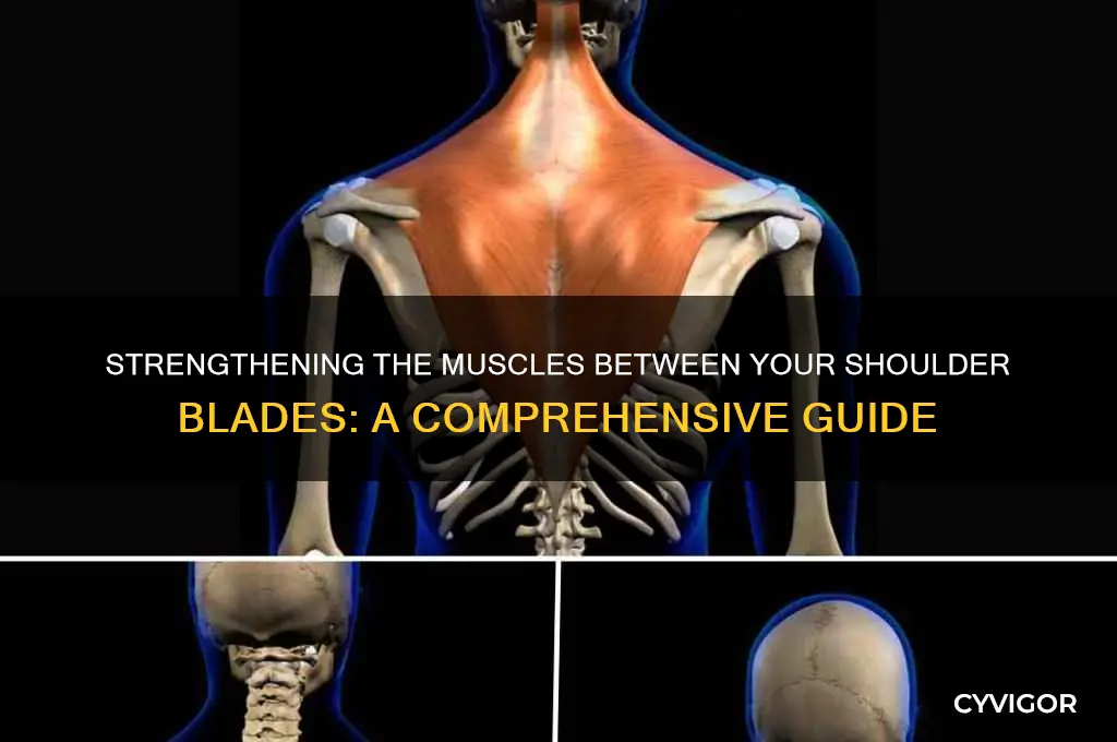 Strengthening The Muscles Between Your Shoulder Blades: A Comprehensive ...